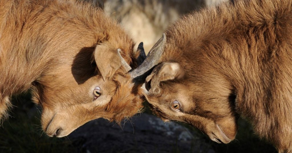 4 Types Of Team Conflict | David Burkus